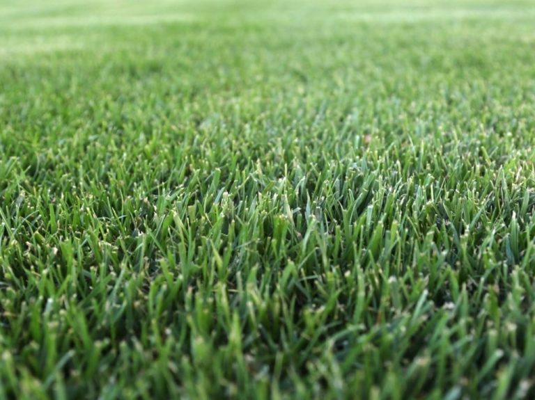 Instant Turf: Eureka Kikuyu - Lush, Hardy, and Fast-Growing Lawn Solution